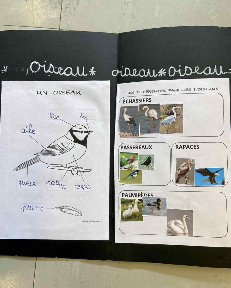 Fin du projet "Envole-toi !" : leporello et abécédaire sur les oiseaux ...
