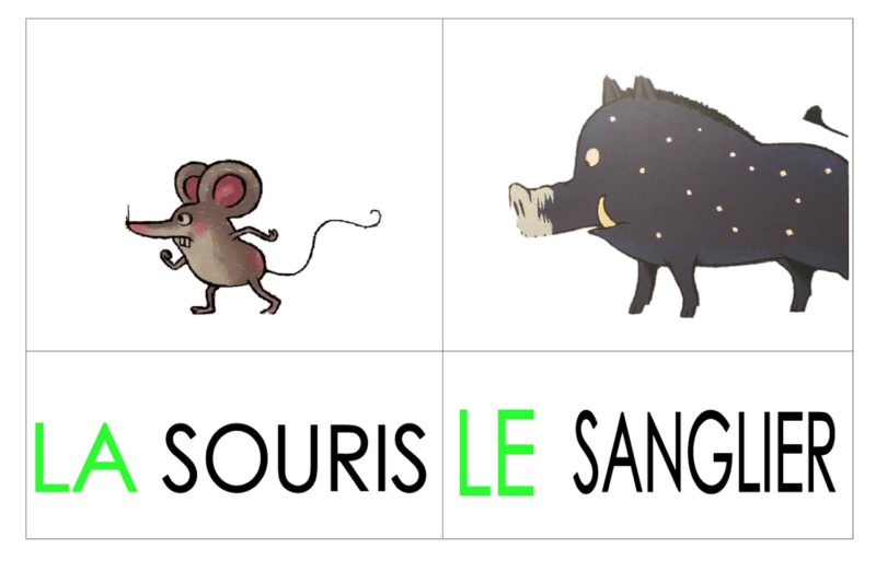 Autour de LA MOUFLE (éd ACCES) : 3 niveaux de découverte, compréhension ...